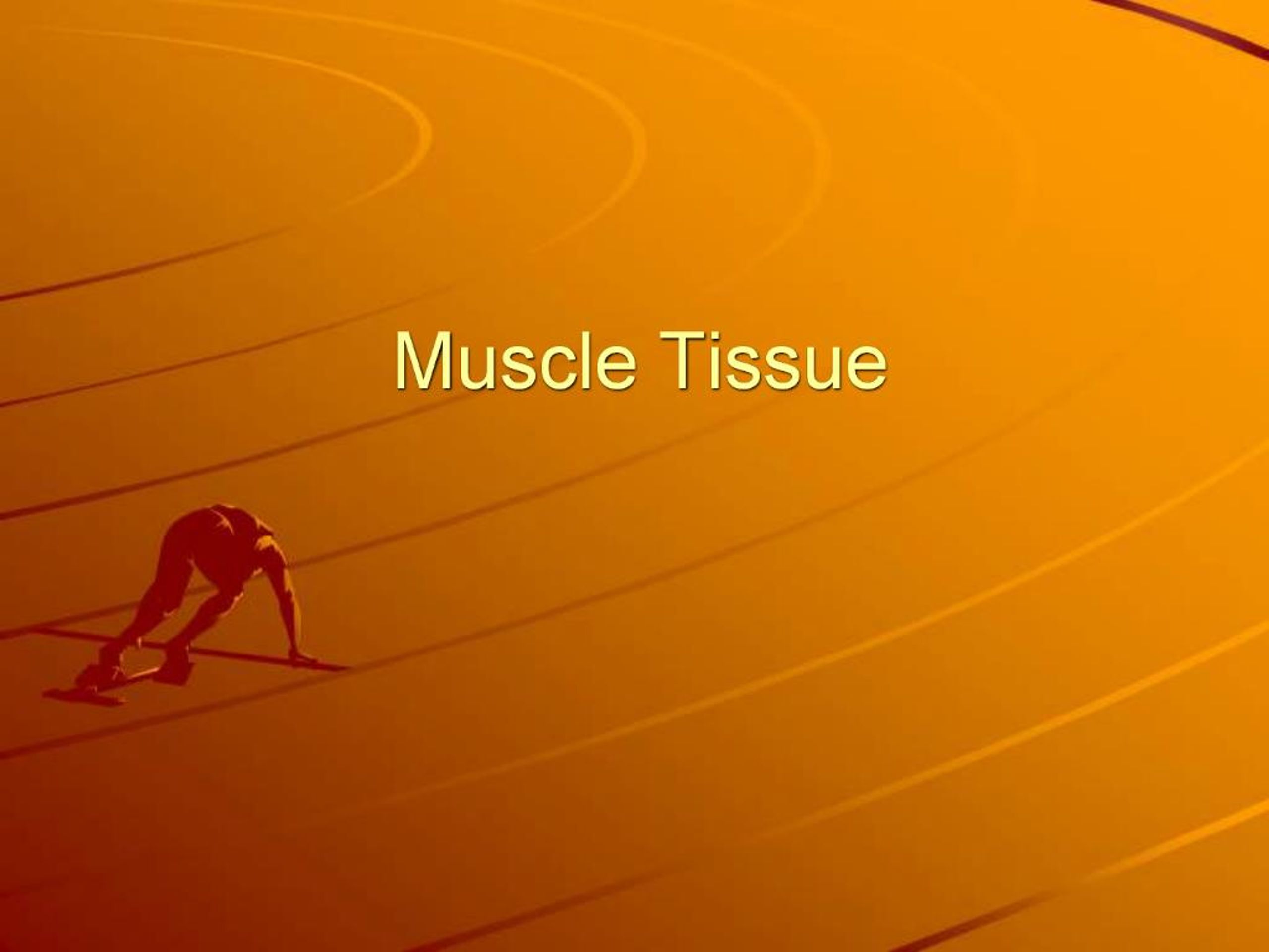 PPT - Muscle Tissue PowerPoint Presentation, free download - ID:829276