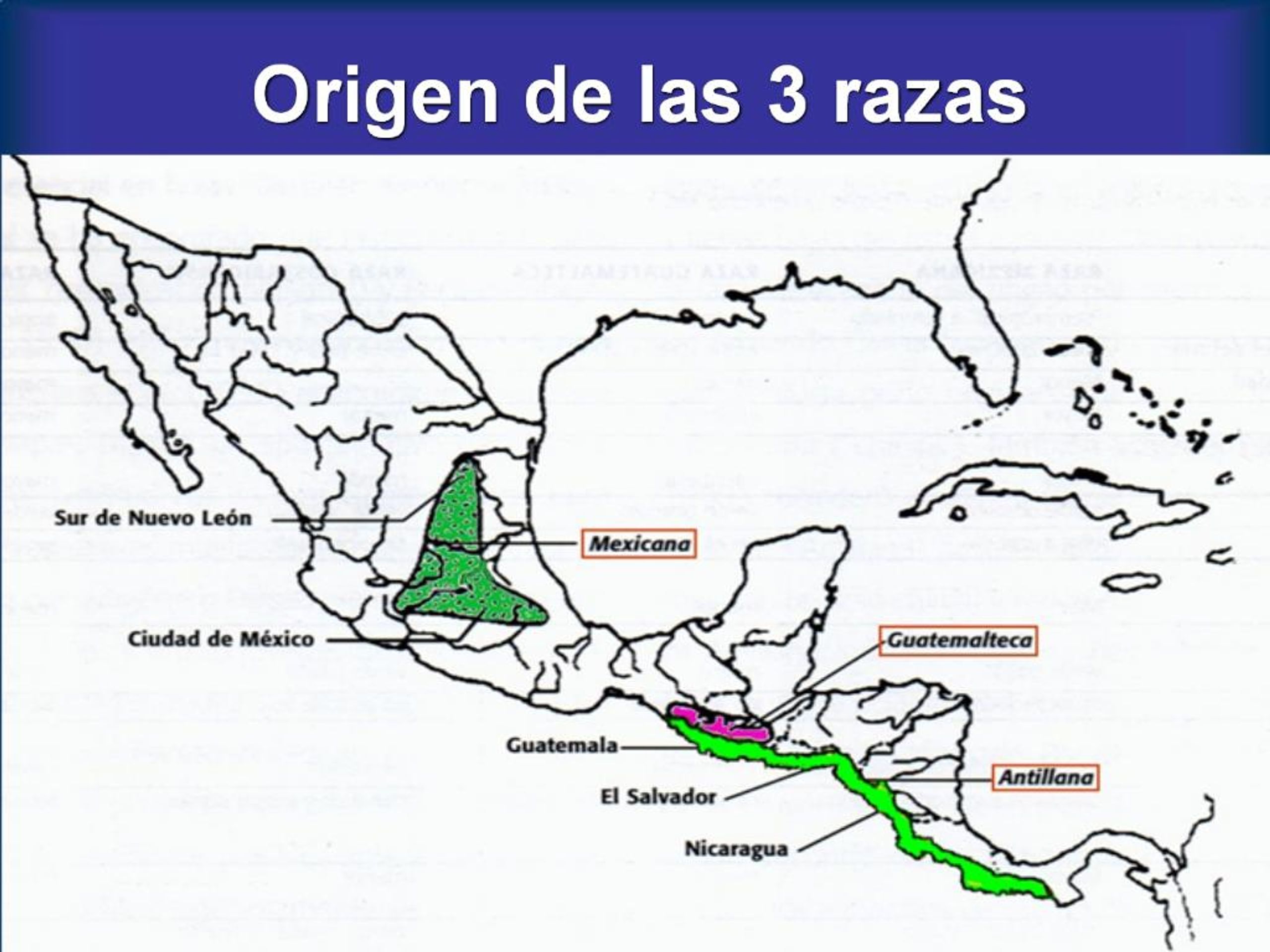 PPT - Origen de las 3 razas PowerPoint Presentation, free download - ID ...