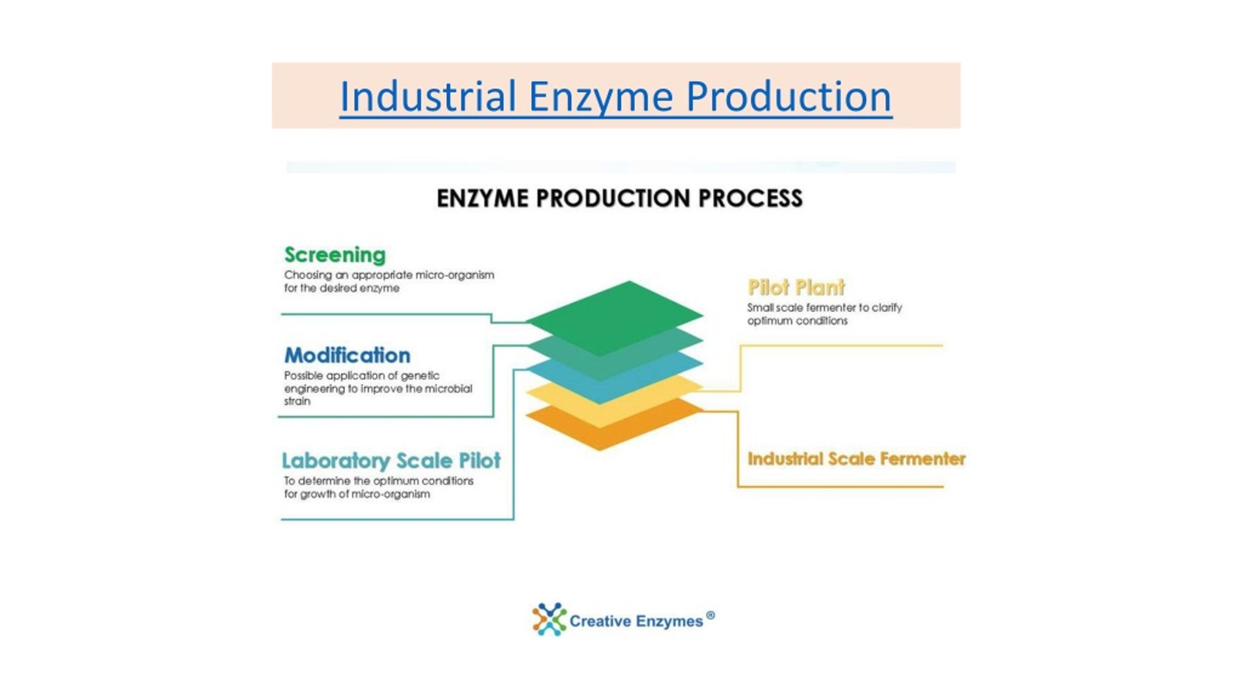PPT - Industrial Enzyme Production PowerPoint Presentation, free ...