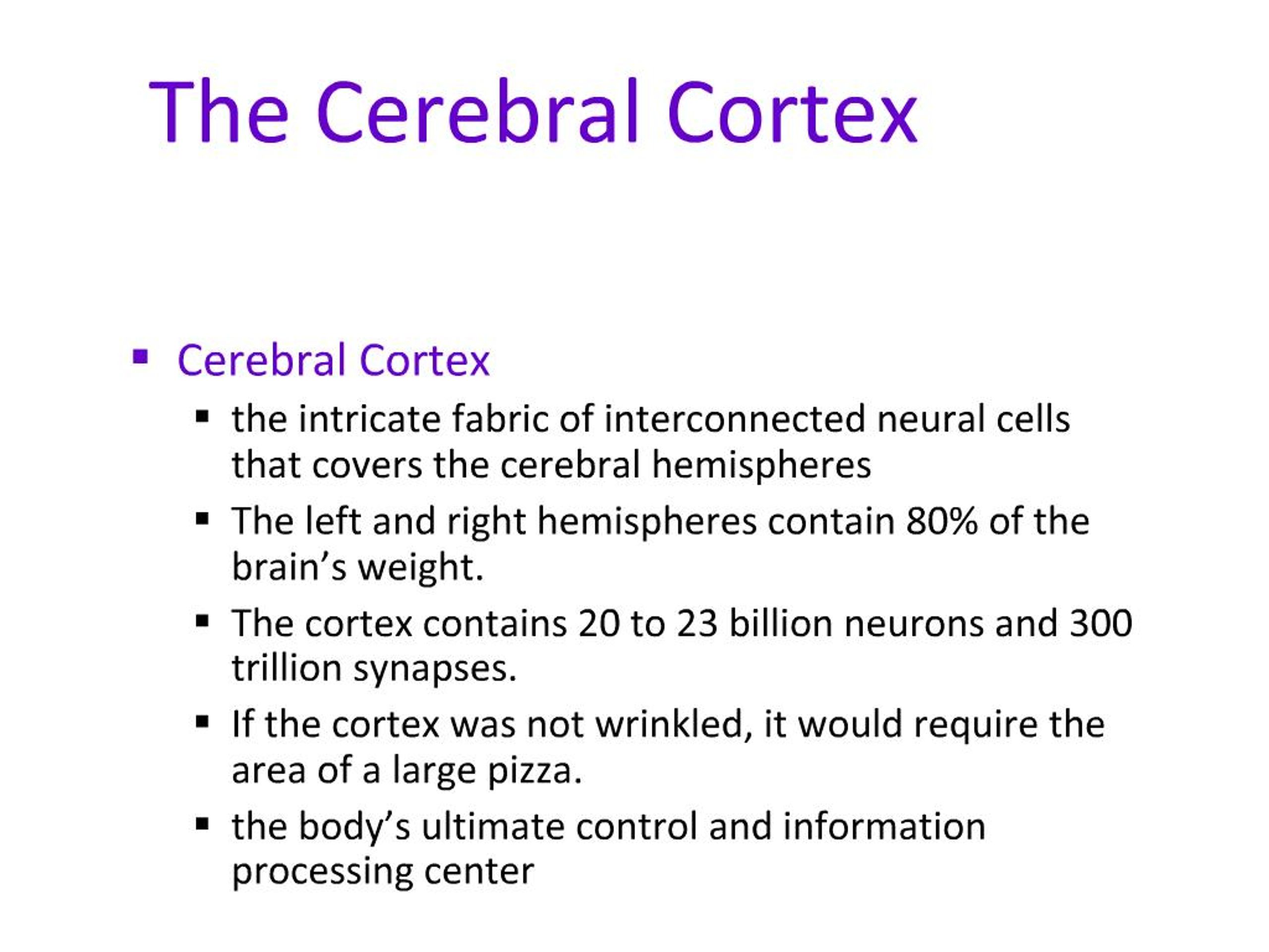 PPT - The Cerebral Cortex PowerPoint Presentation, free download - ID ...