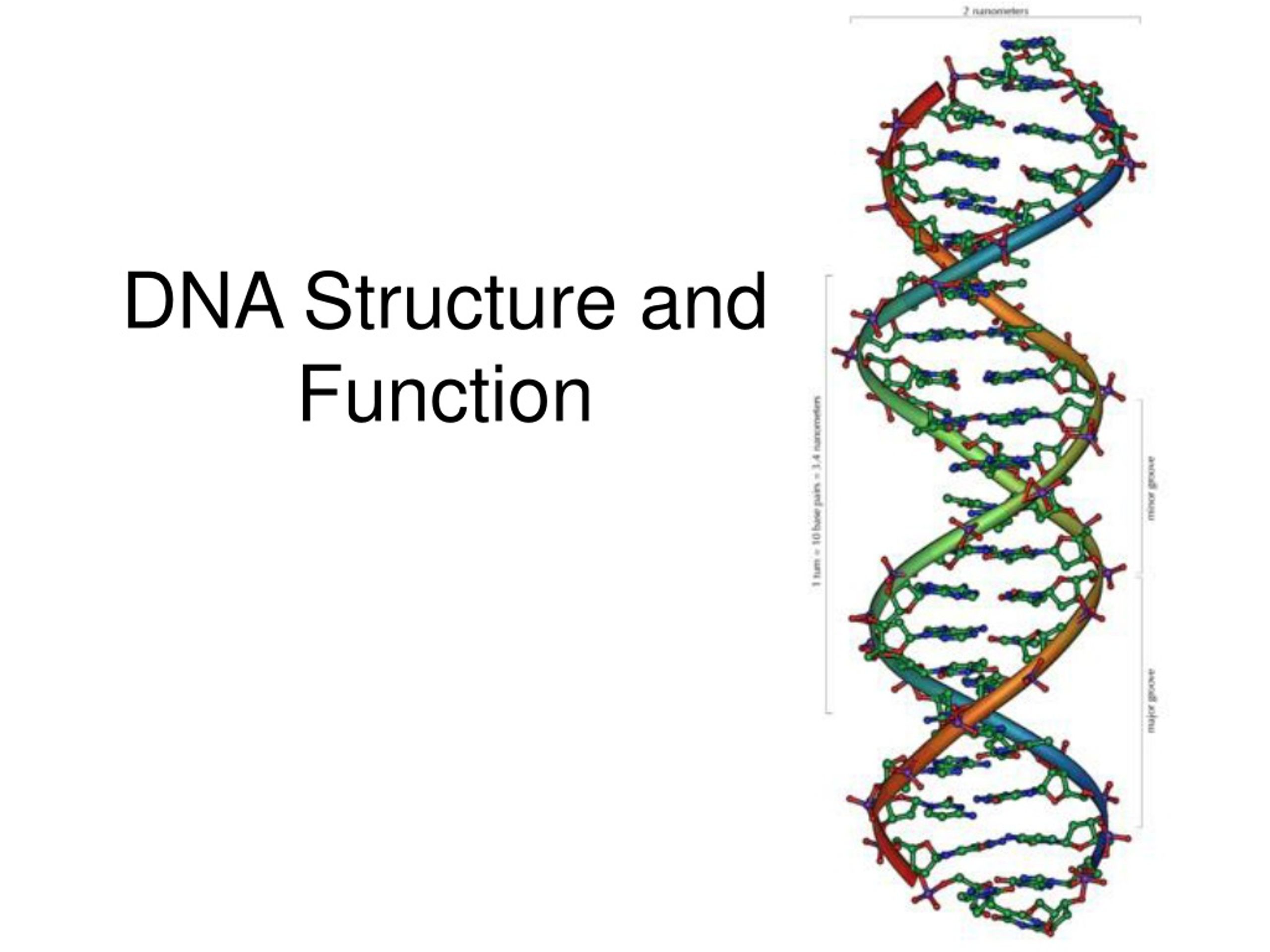 PPT - DNA Structure and Function PowerPoint Presentation, free download ...