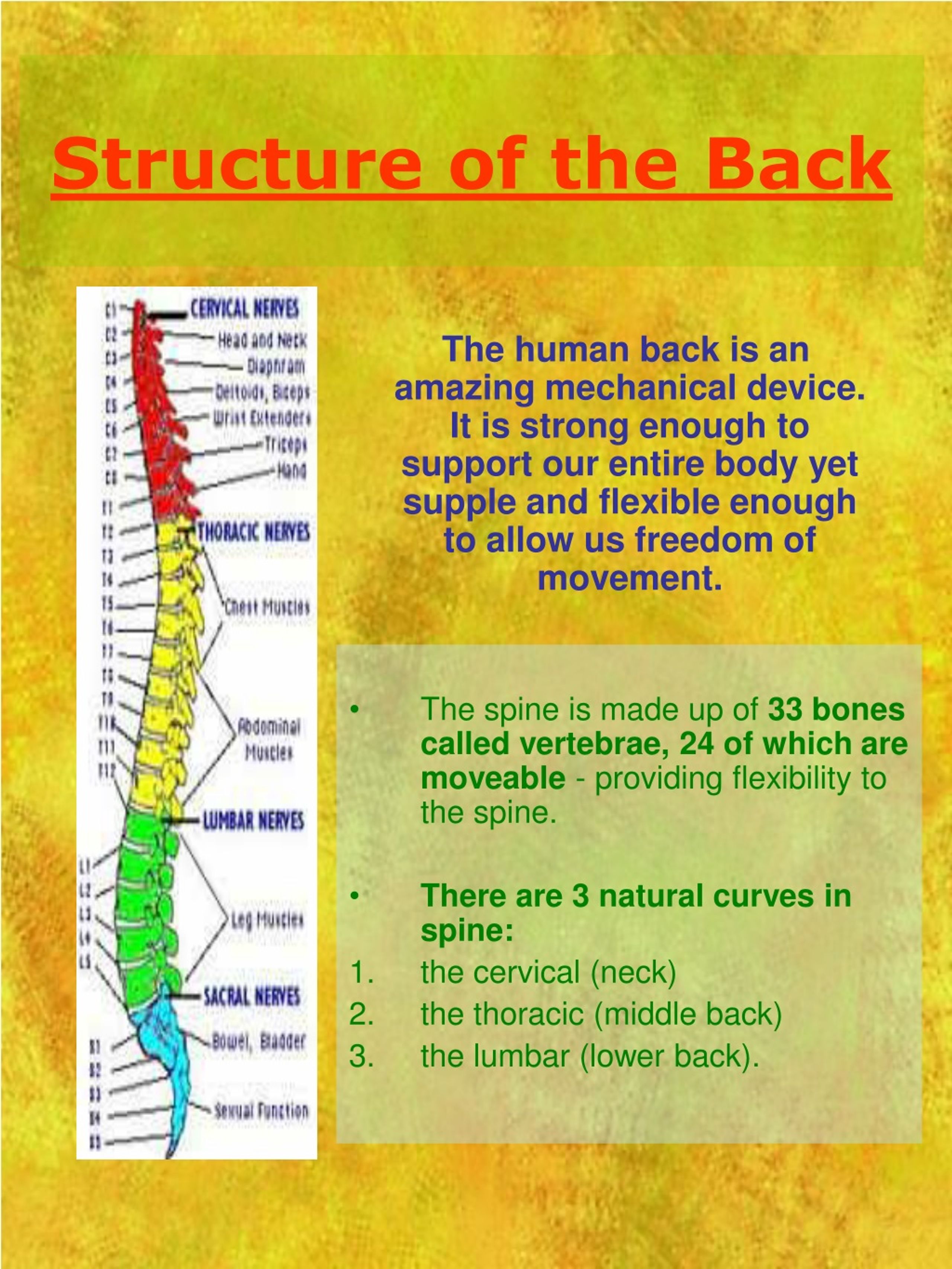 PPT - Structure of the Back PowerPoint Presentation, free download - ID ...