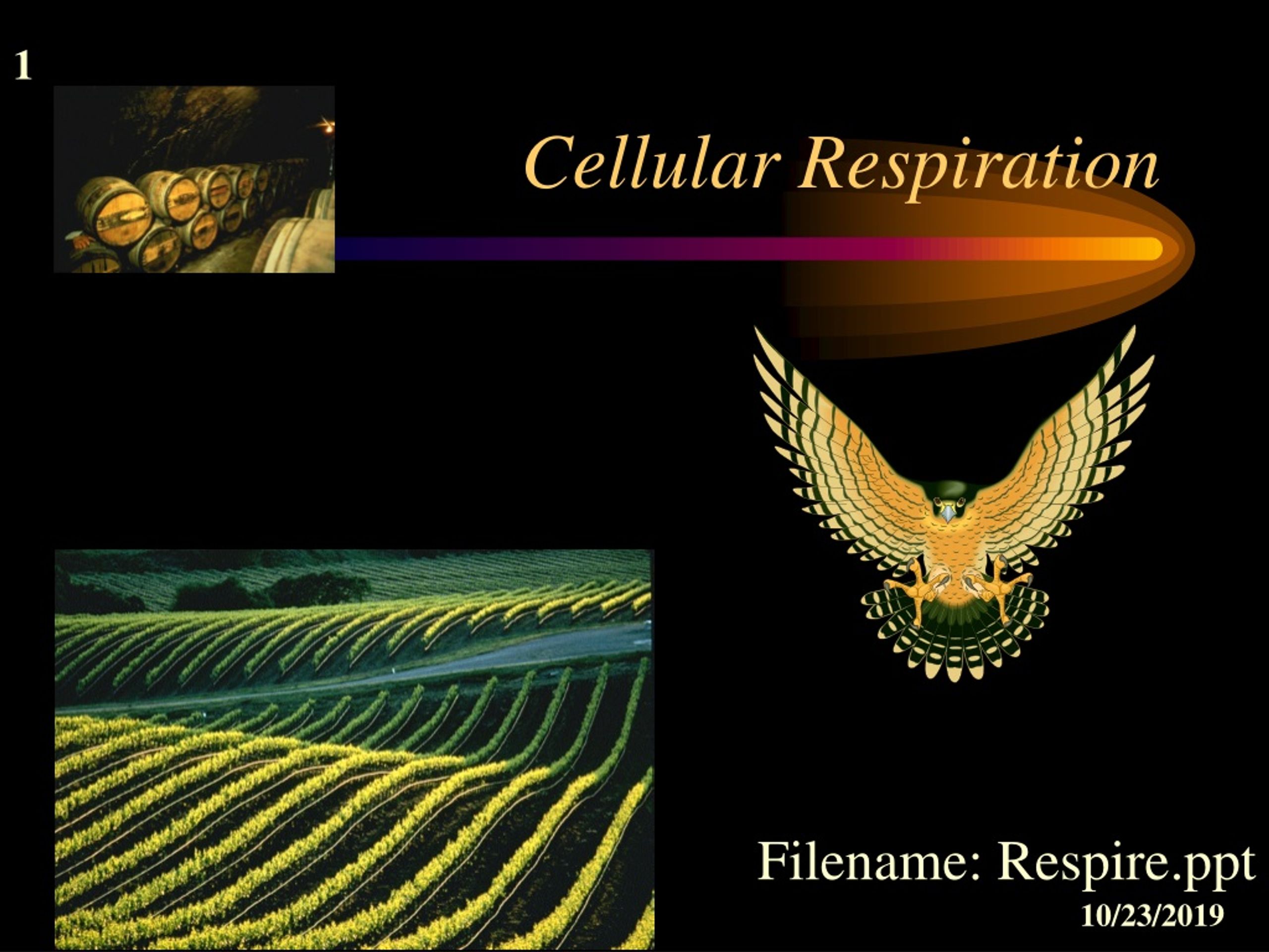 PPT - Cellular Respiration PowerPoint Presentation, free download - ID ...