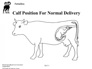 PPT - Calf Position For Normal Delivery PowerPoint Presentation, free ...