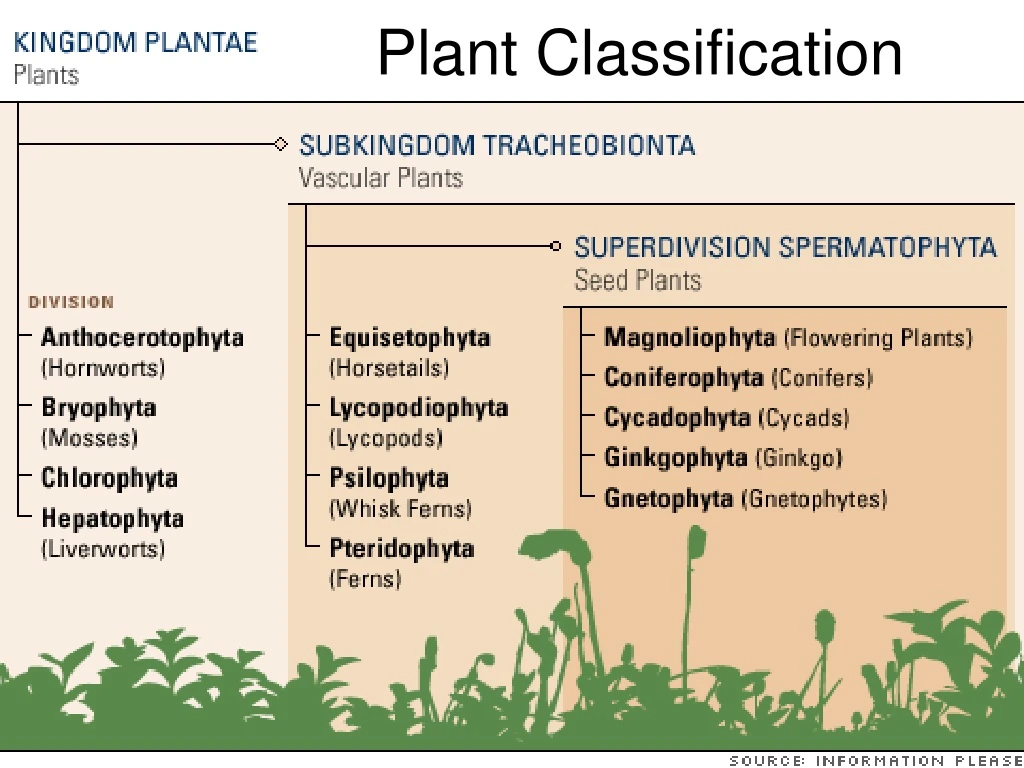 PPT Plant Classification PowerPoint Presentation Free Download ID