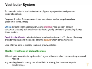 PPT - Vestibular system PowerPoint Presentation, free download - ID:2408029