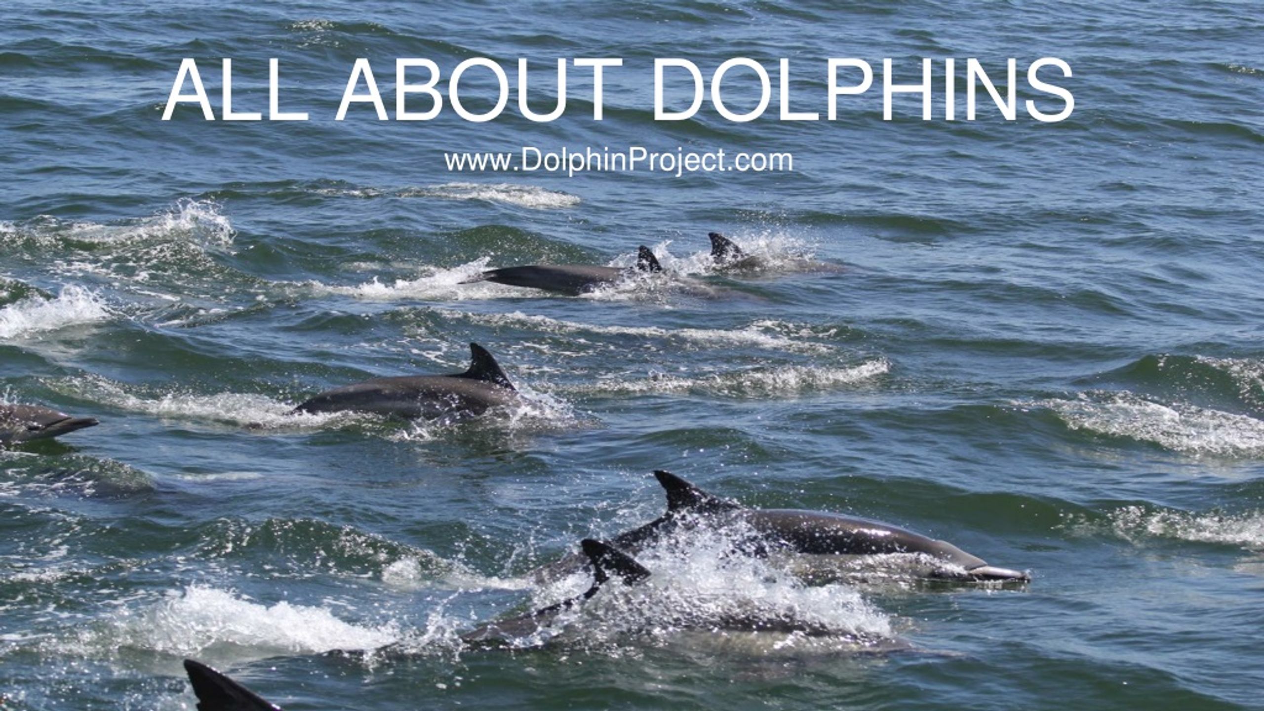 PPT - All About Dolphins: Species, Characteristics, and Evolution ...