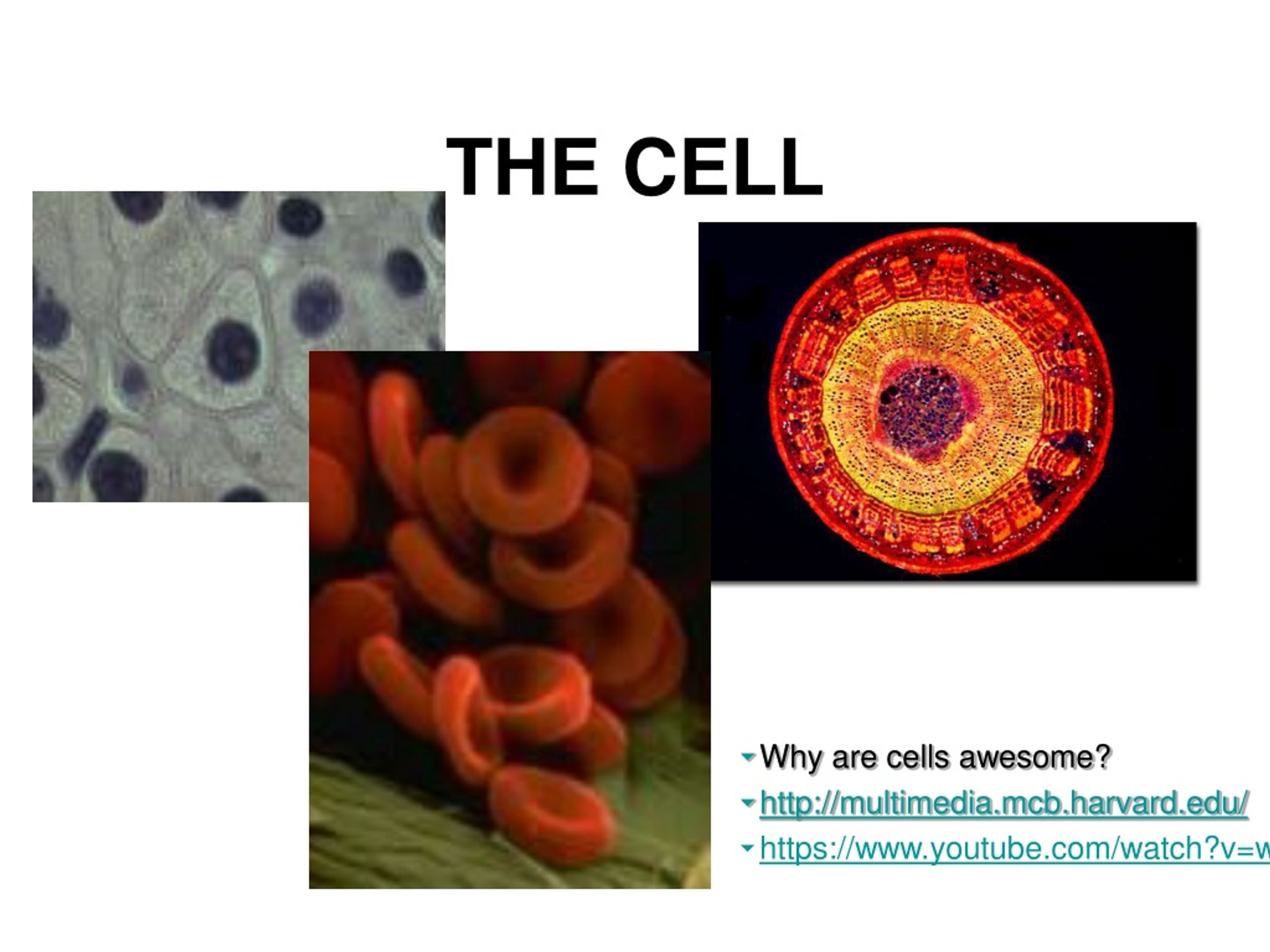 PPT - The Cell: Exploring Cell Theory and Organelles PowerPoint ...