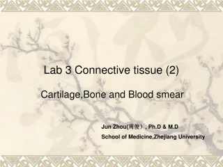 PPT - Lab Exercise 5 Classification of Tissues: Connective Tissue ...