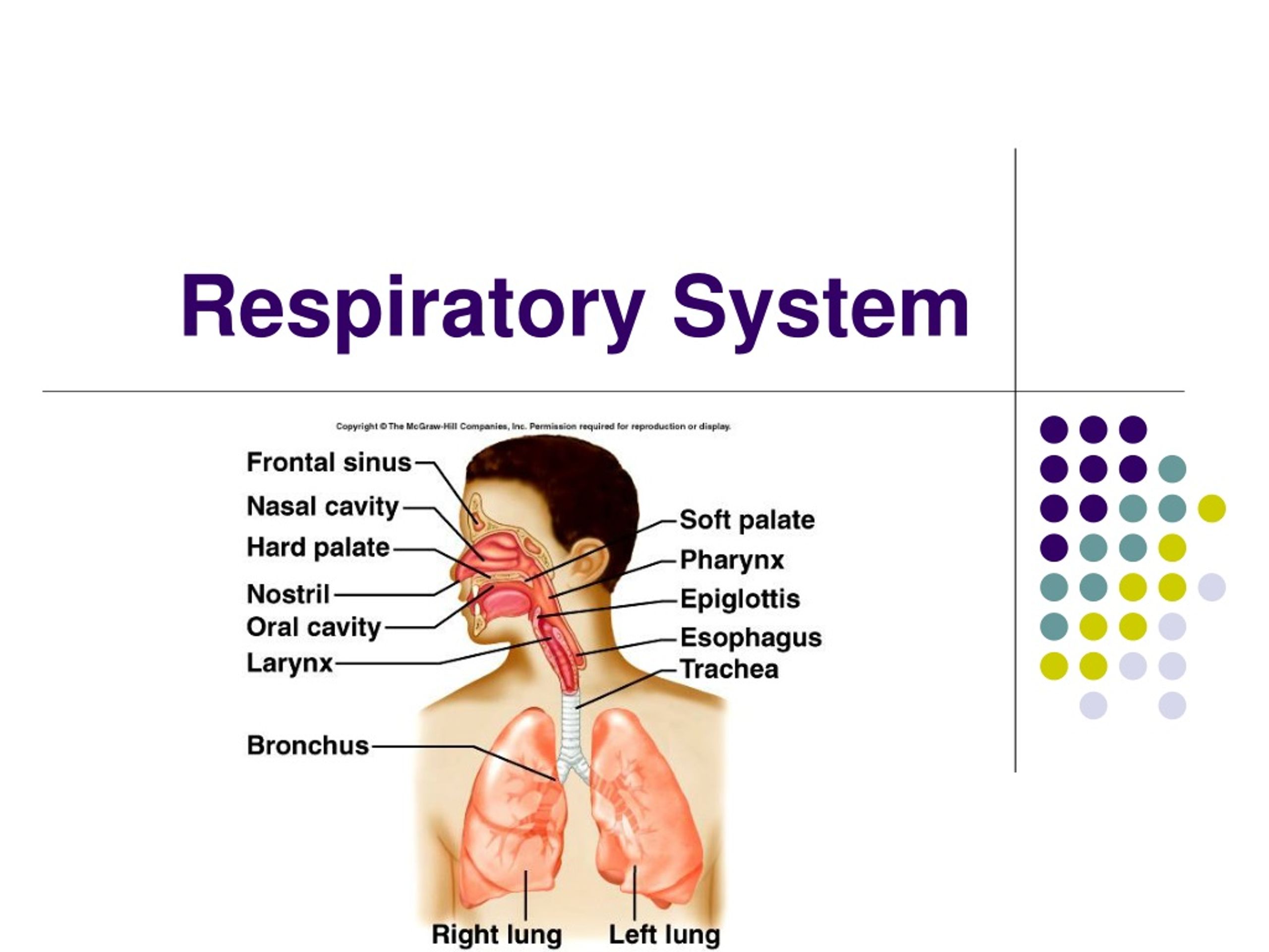 PPT - Respiratory System PowerPoint Presentation, free download - ID ...