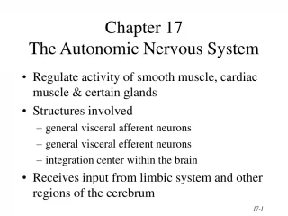PPT - Chapter 17 The Autonomic Nervous System PowerPoint Presentation ...