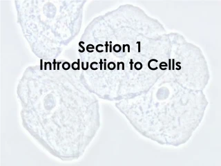 PPT - Introduction to Cells PowerPoint Presentation, free download - ID ...