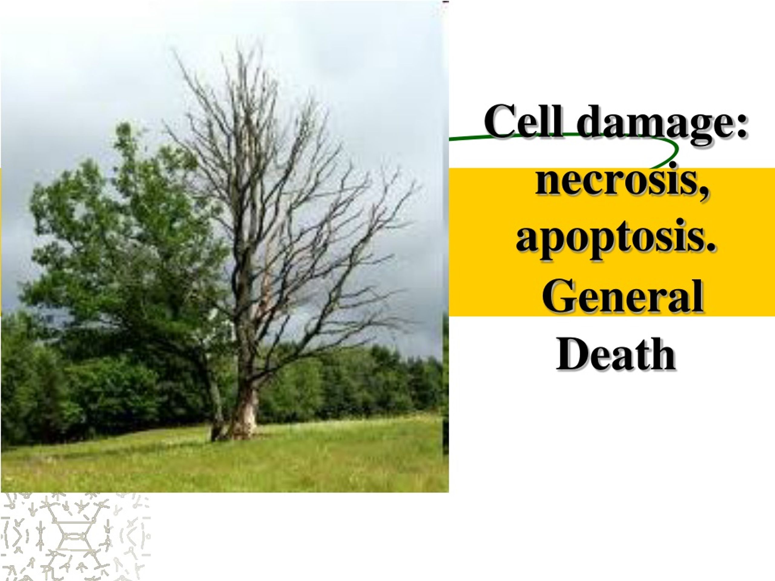 PPT - Necrosis: A Detailed Overview PowerPoint Presentation, free ...