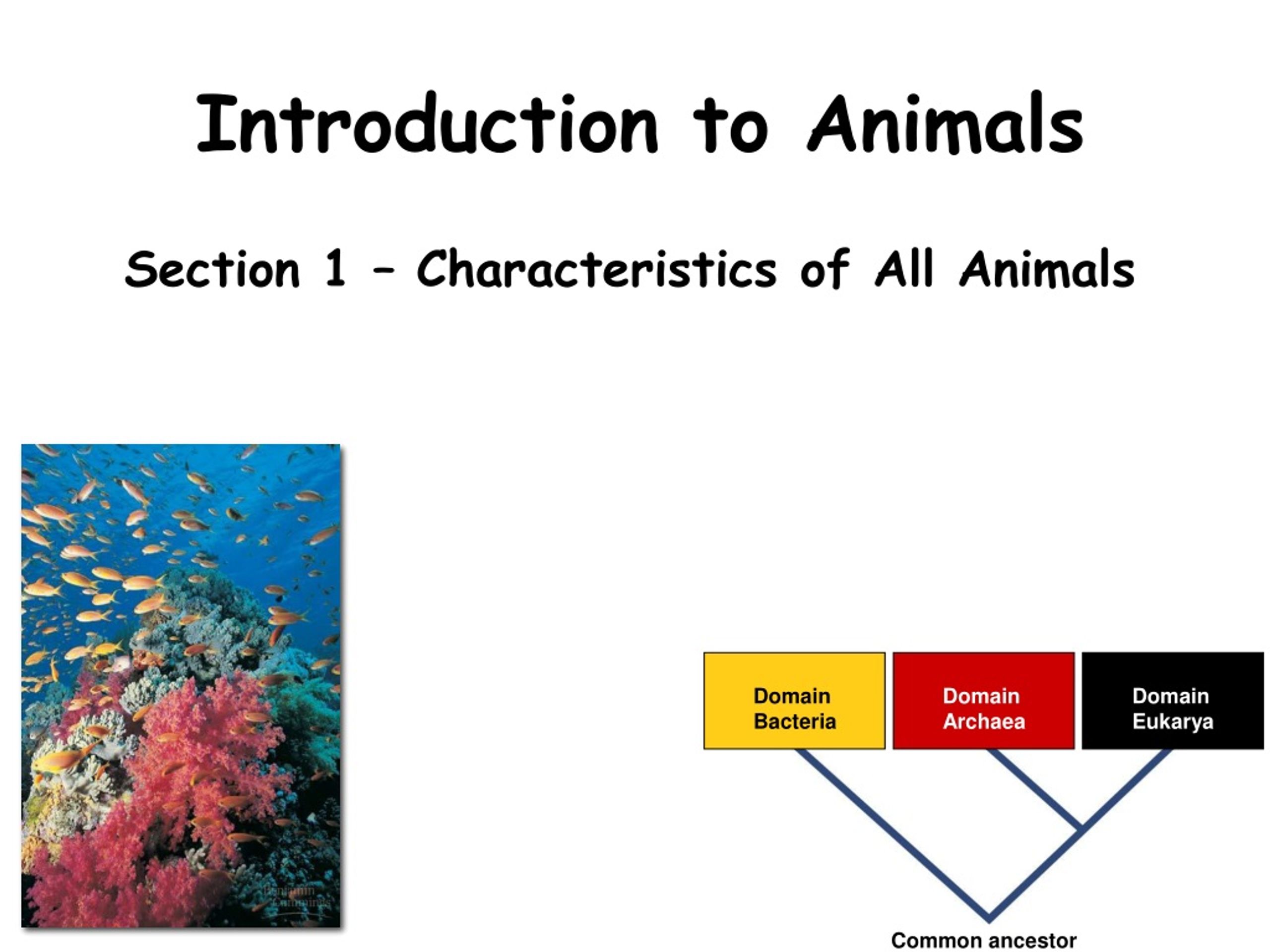 PPT - Animal Kingdom Introduction: Evolution and Characteristics of All ...