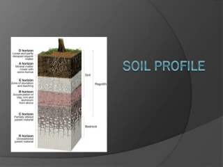 PPT - Soil Profile PowerPoint Presentation, free download - ID:1978613