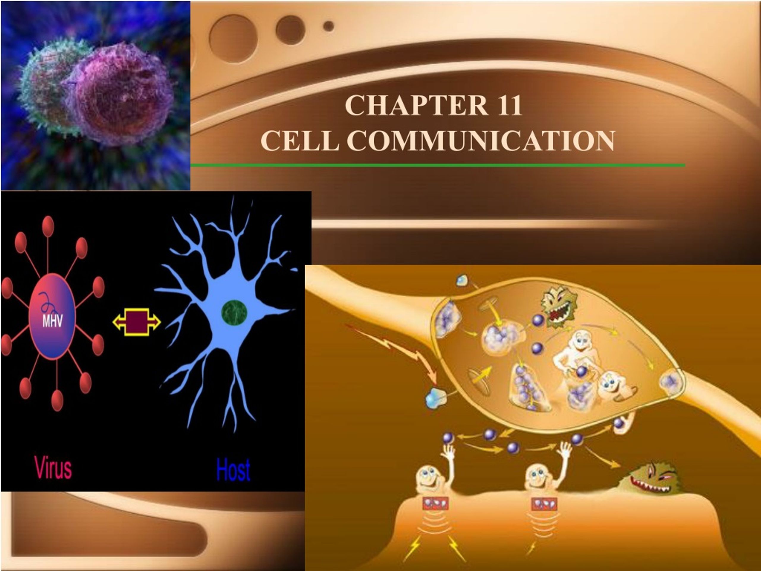PPT - Cell Communication Pathways: Local & Long-Distance Signaling ...