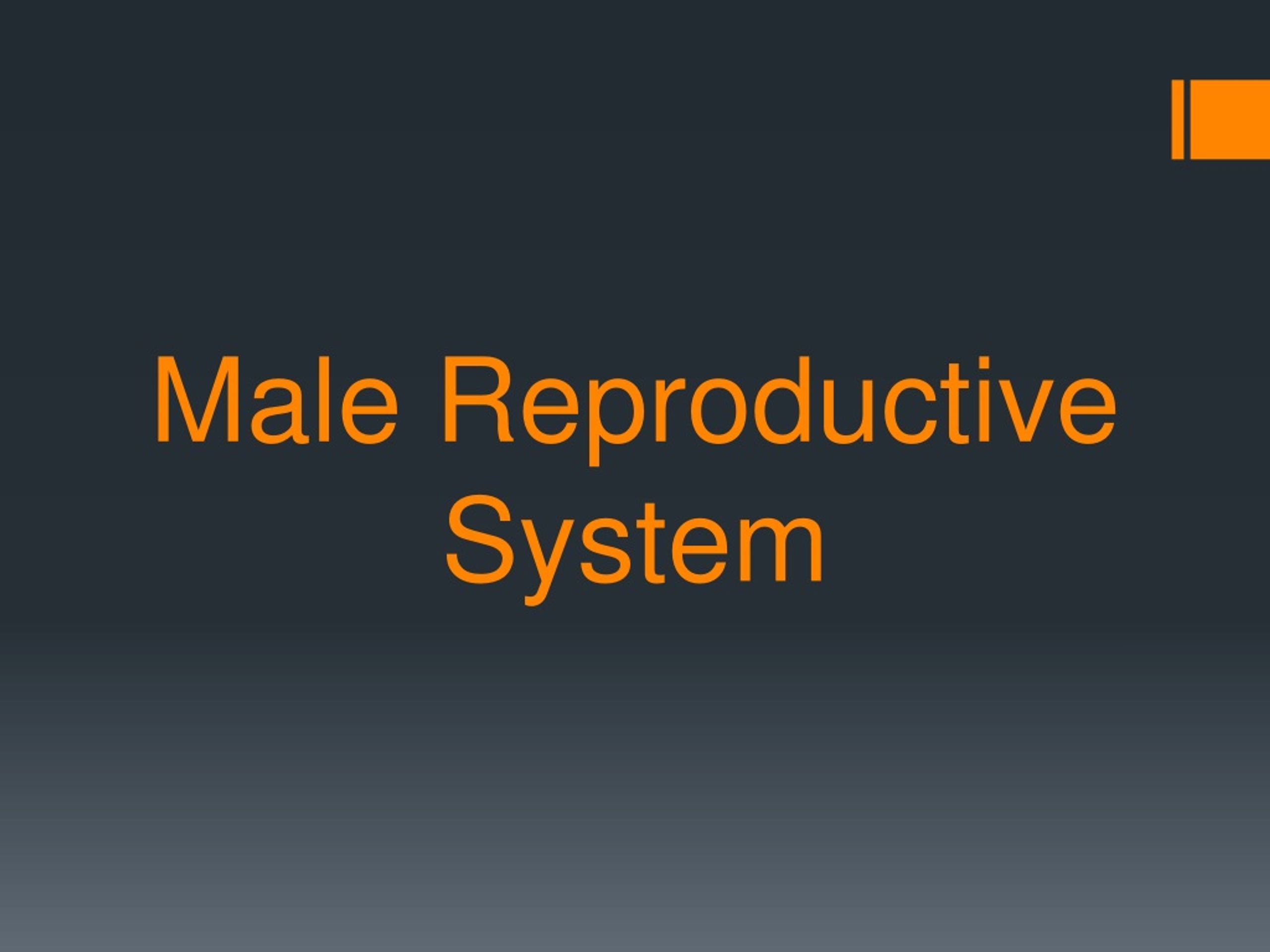 PPT - M ale Reproductive System PowerPoint Presentation, free download ...