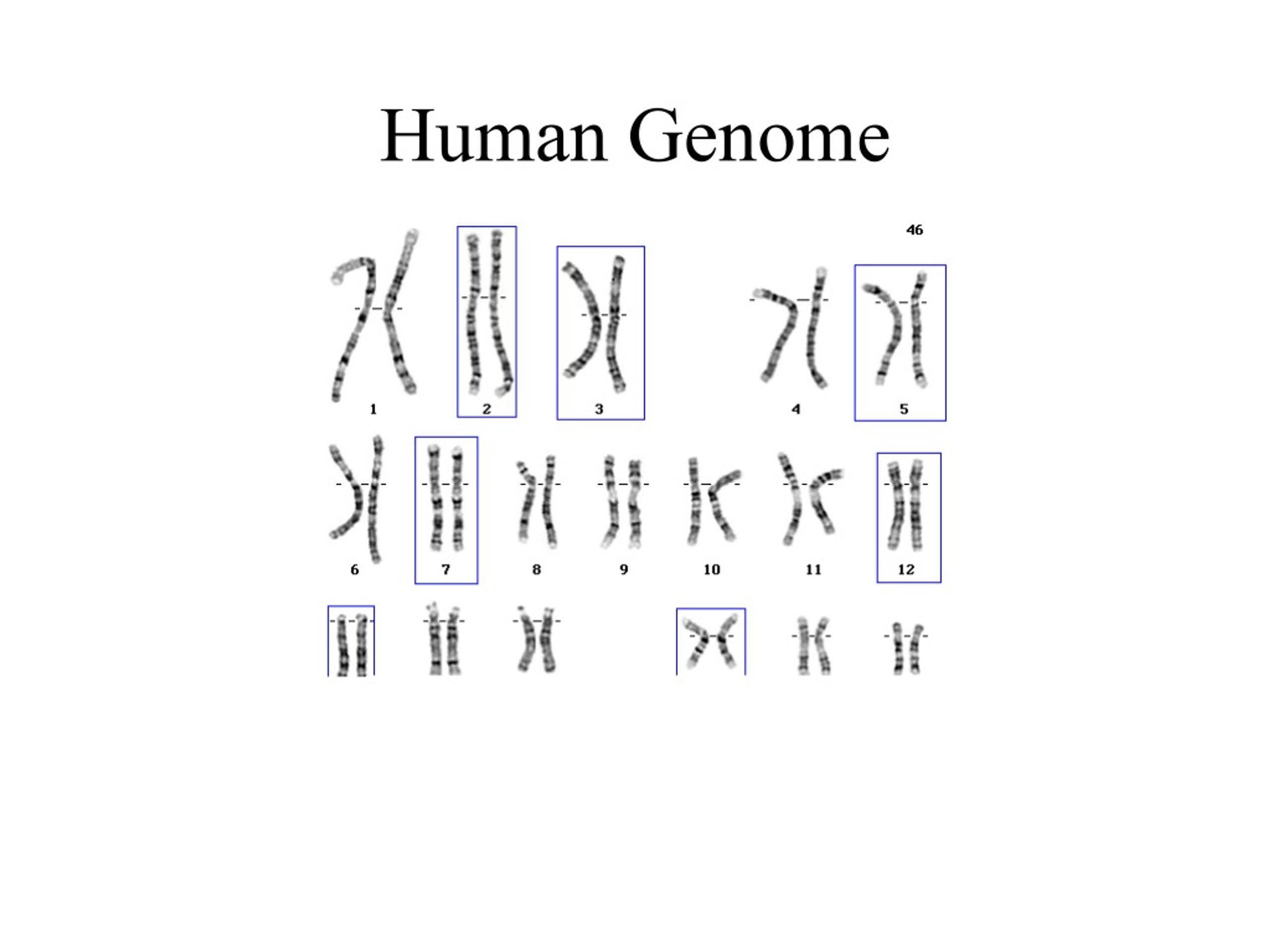 PPT - Decoding the Human Genome: Understanding the Blueprint of Life ...