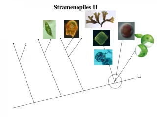 PPT - Stramenopiles PowerPoint Presentation, free download - ID:3815002