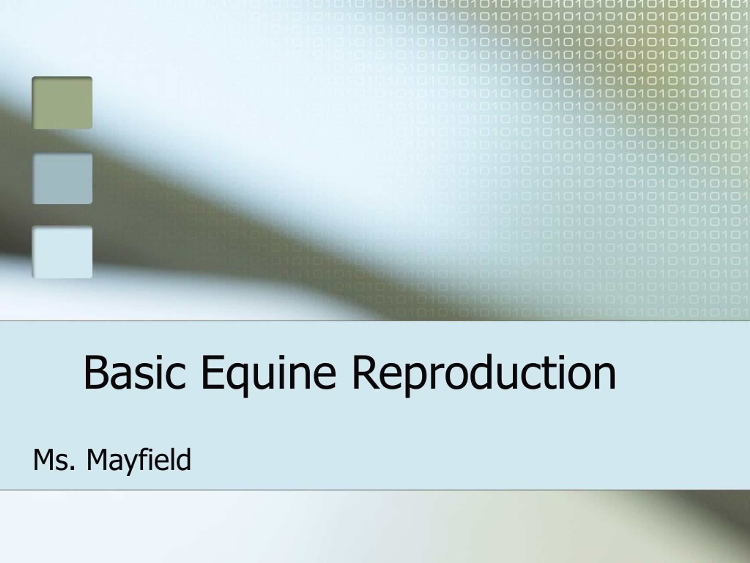 PPT - Equine Reproductive System: Female and Male Anatomy PowerPoint ...