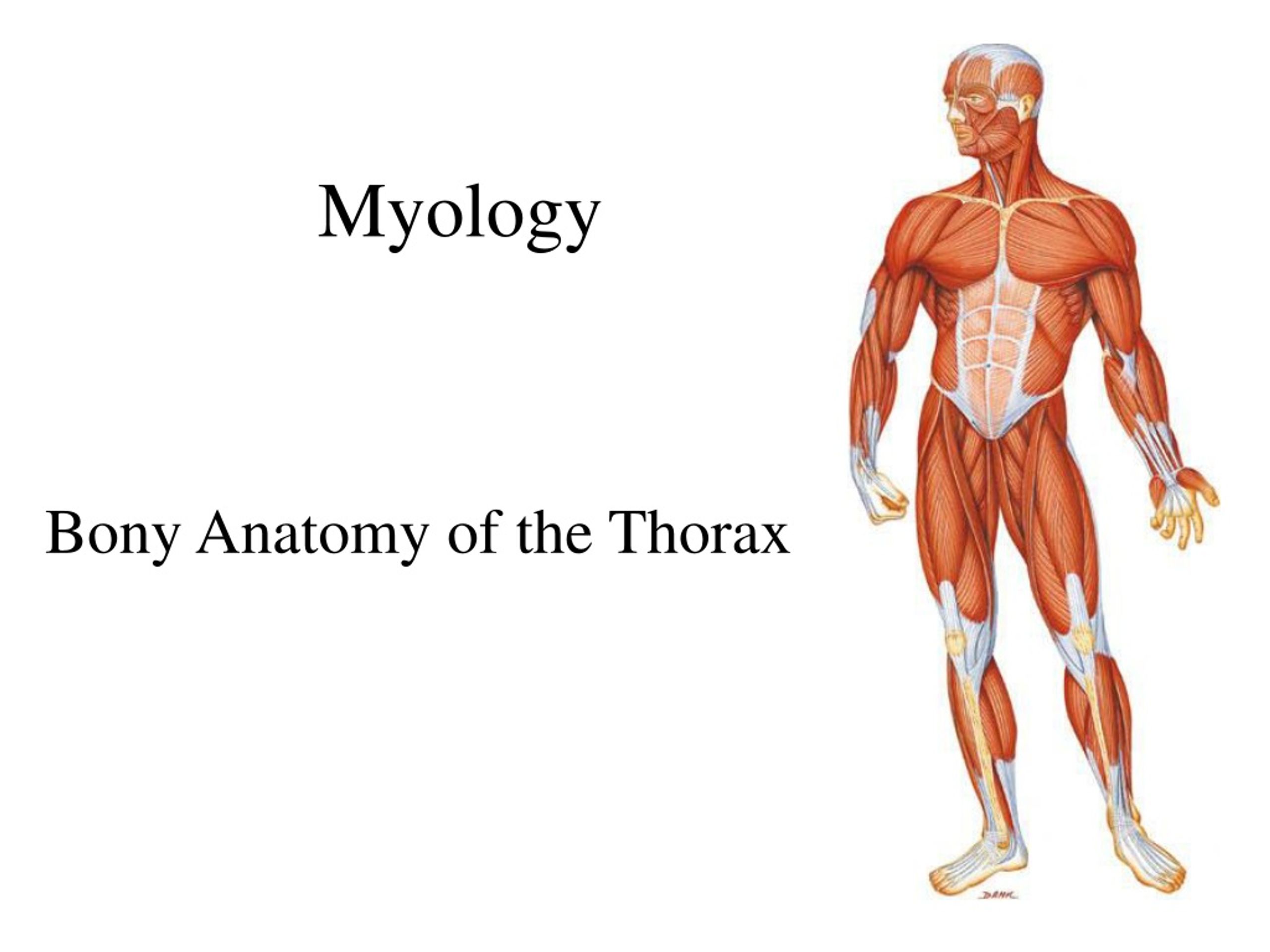 PPT - Myology PowerPoint Presentation, free download - ID:9194111