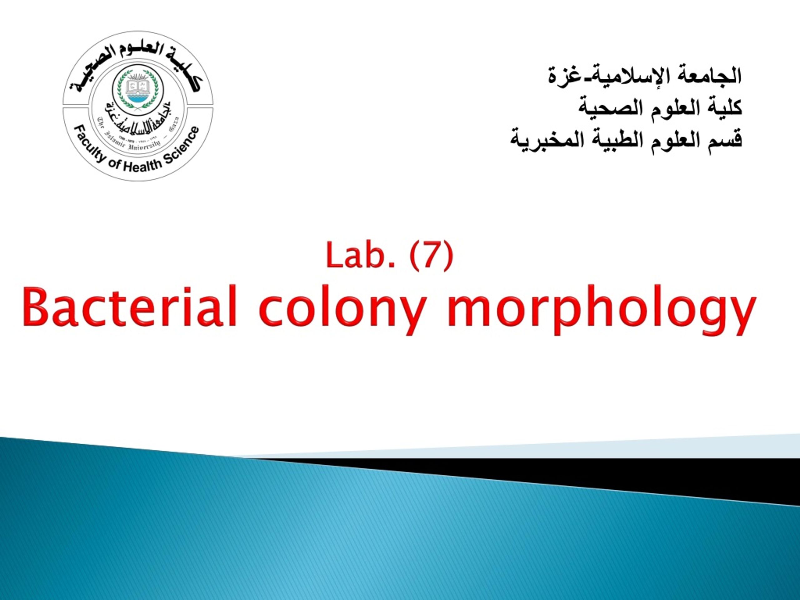 PPT - Lab. (7) Bacterial colony morphology PowerPoint Presentation ...
