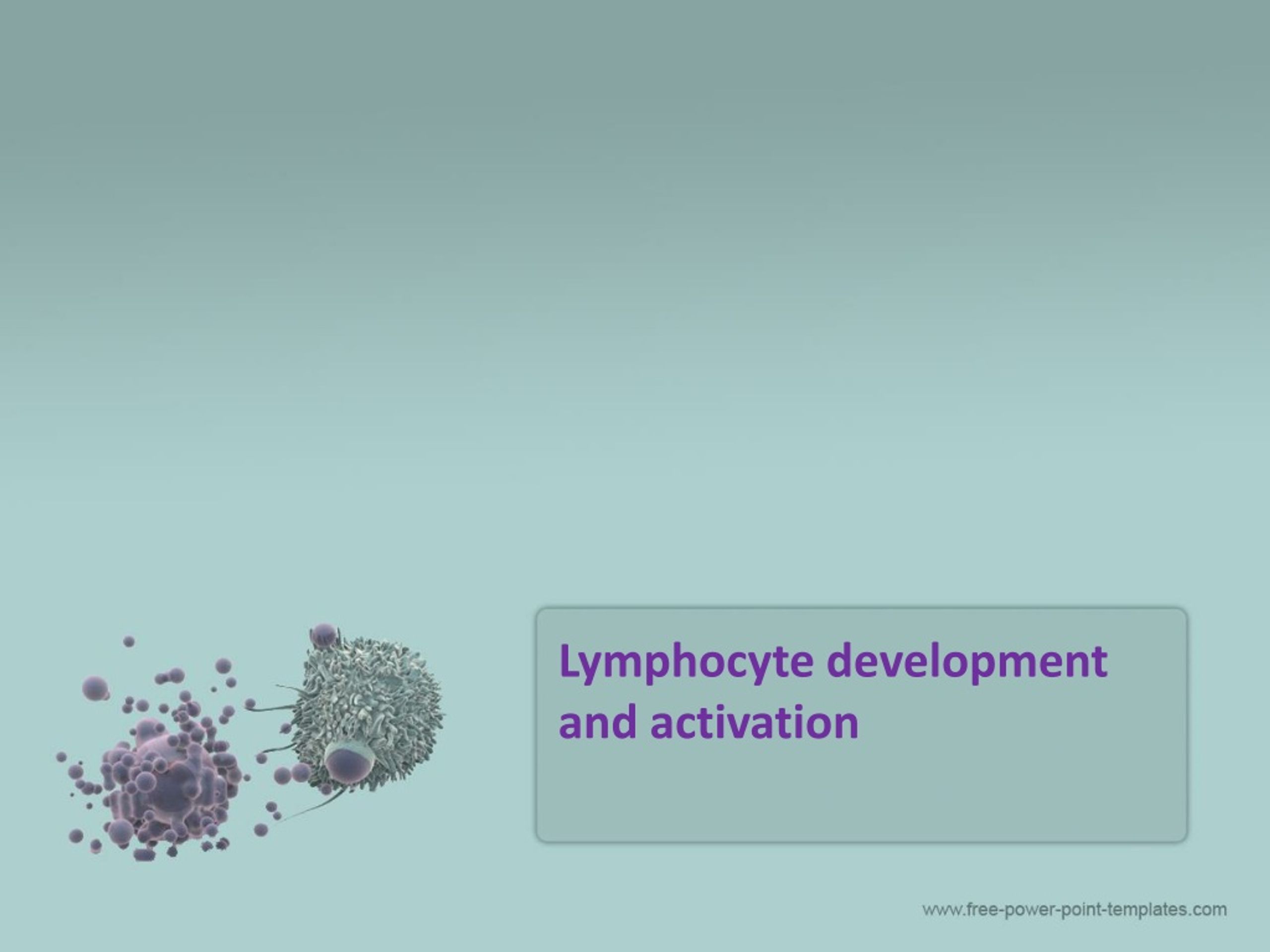 PPT - Lymphocyte development and activation PowerPoint Presentation ...