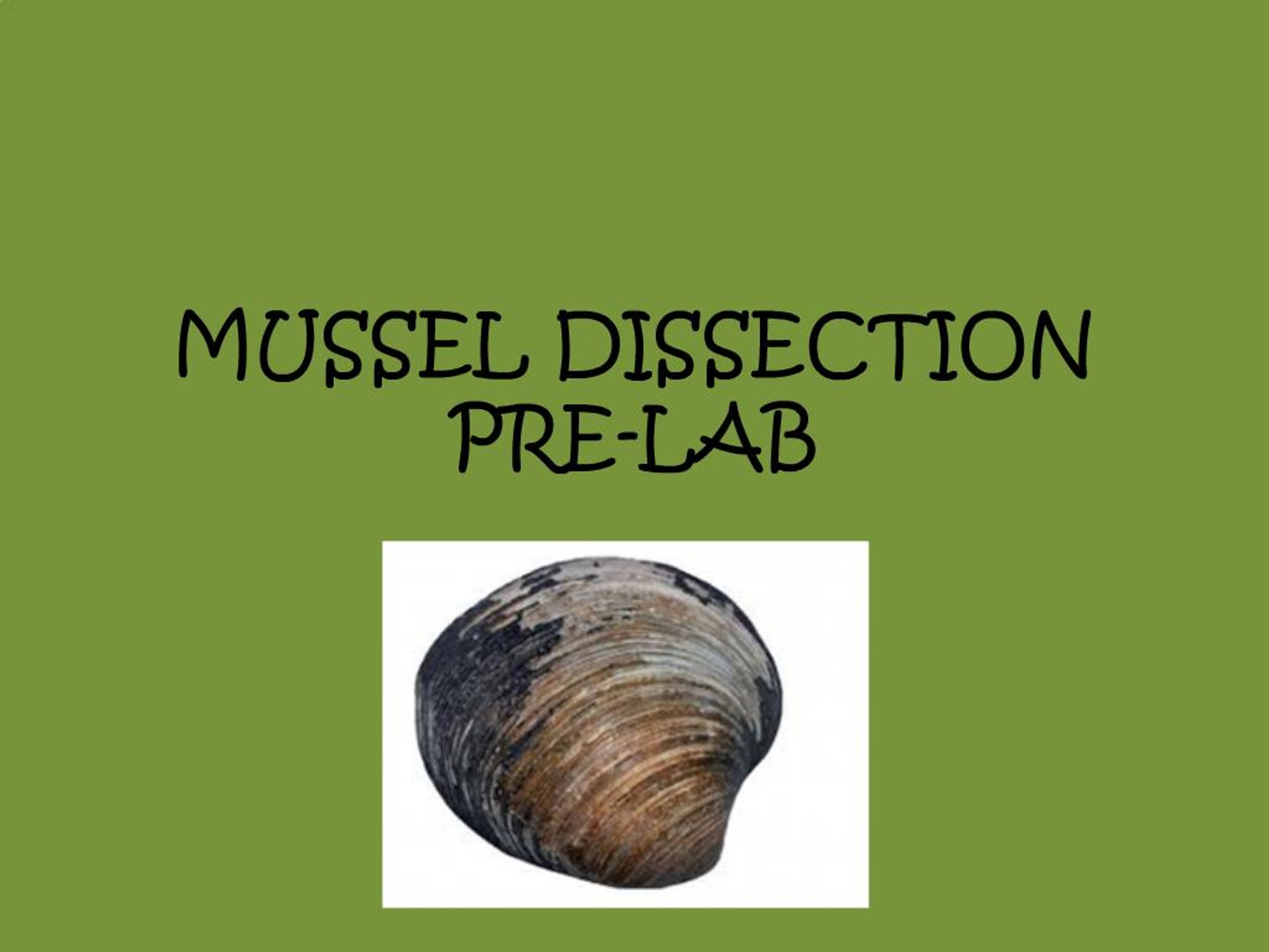 PPT - MUSSEL DISSECTION PRE-LAB PowerPoint Presentation, free download ...