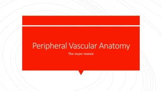 PPT - Vascular Anatomy PowerPoint Presentation, free download - ID:6181759