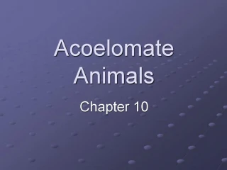 PPT - The Triploblastic, Acoelomate Body Plan PowerPoint Presentation ...