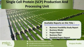 PPT - Single Cell Protein PowerPoint Presentation, free download - ID ...