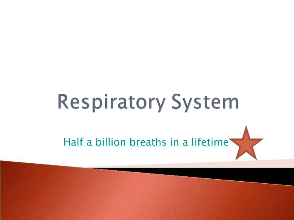 PPT - Respiratory System PowerPoint Presentation, free download - ID:986778