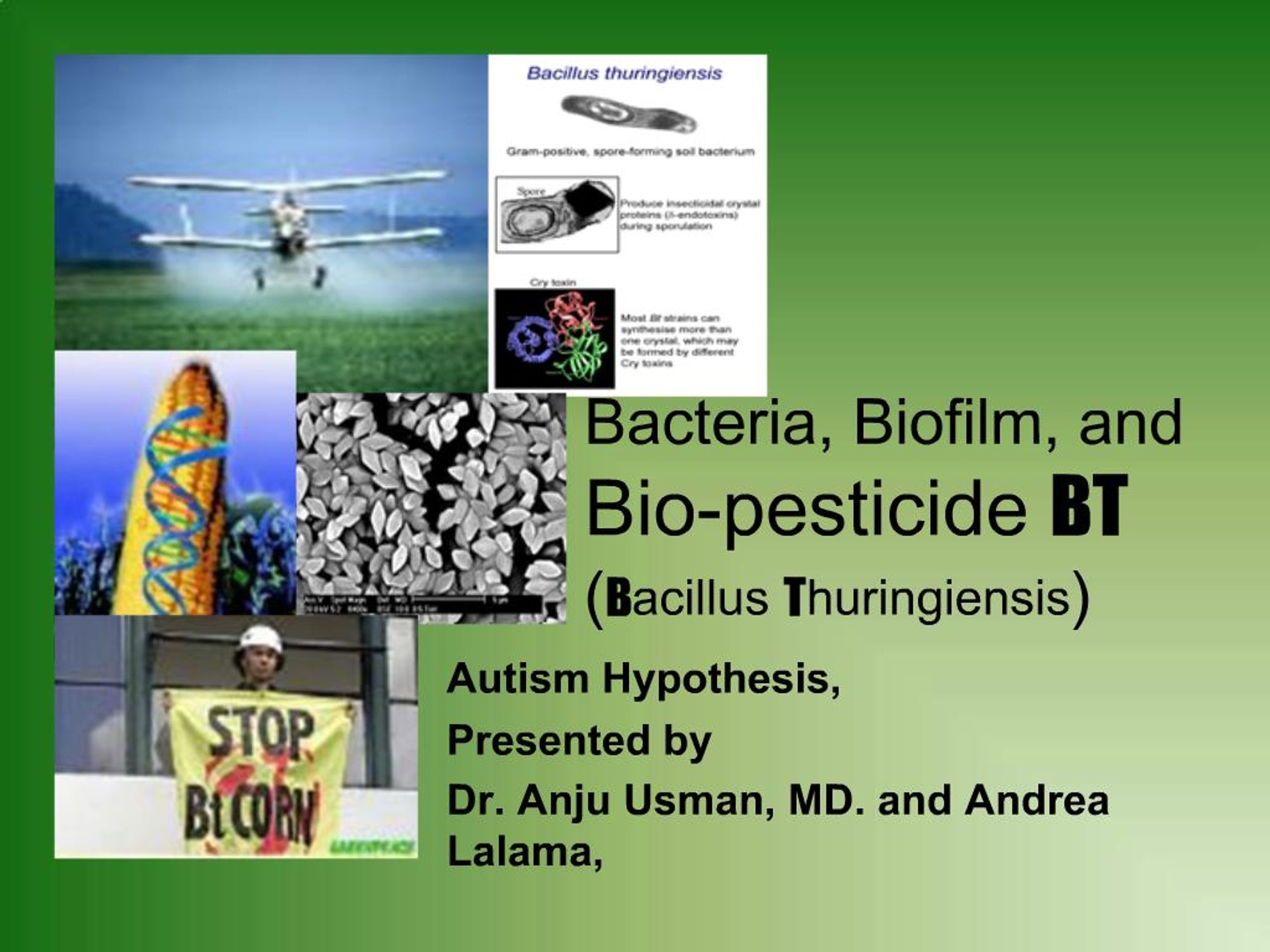 PPT - Bacteria, Biofilm, and Bio-pesticide BT Bacillus Thuringiensis ...