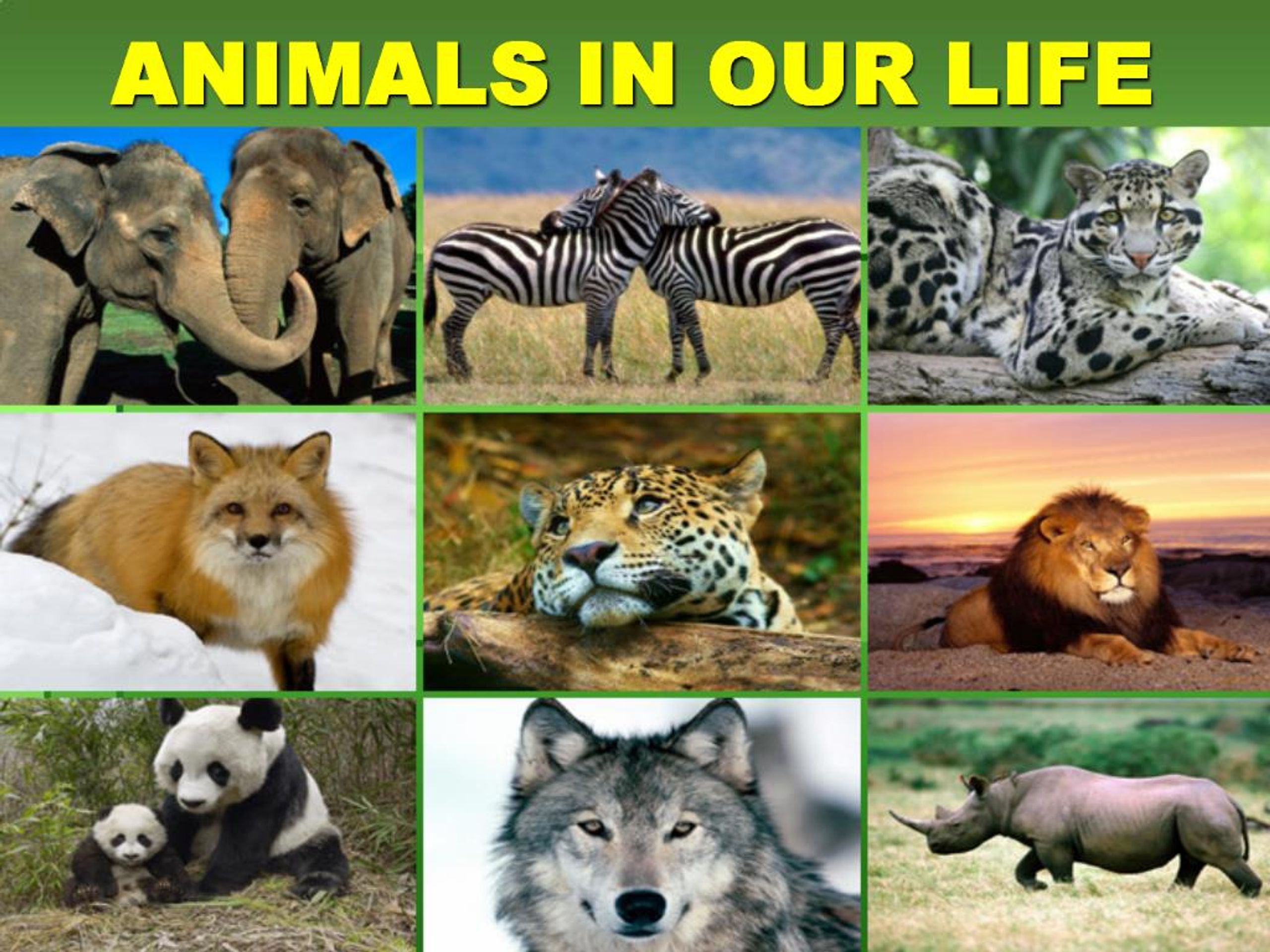 PPT - The Importance of Animals in Our Lives PowerPoint Presentation ...