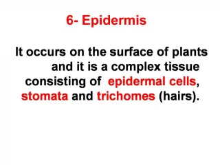 PPT - The Epidermis PowerPoint Presentation, free download - ID:5432208